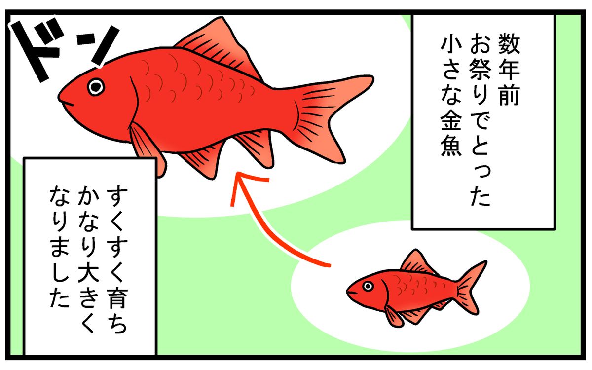 金魚のビオトープにいた、見覚えのない「メダカ」の正体とは!?【こどもと見つけた小さな発見日誌 Vol.62】 | TRILL【トリル】