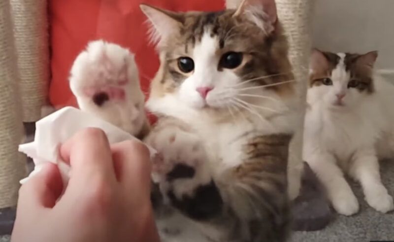 アクリル板に肉球をぷにっ♡ 可愛すぎる猫の動き！ | TRILL【トリル】