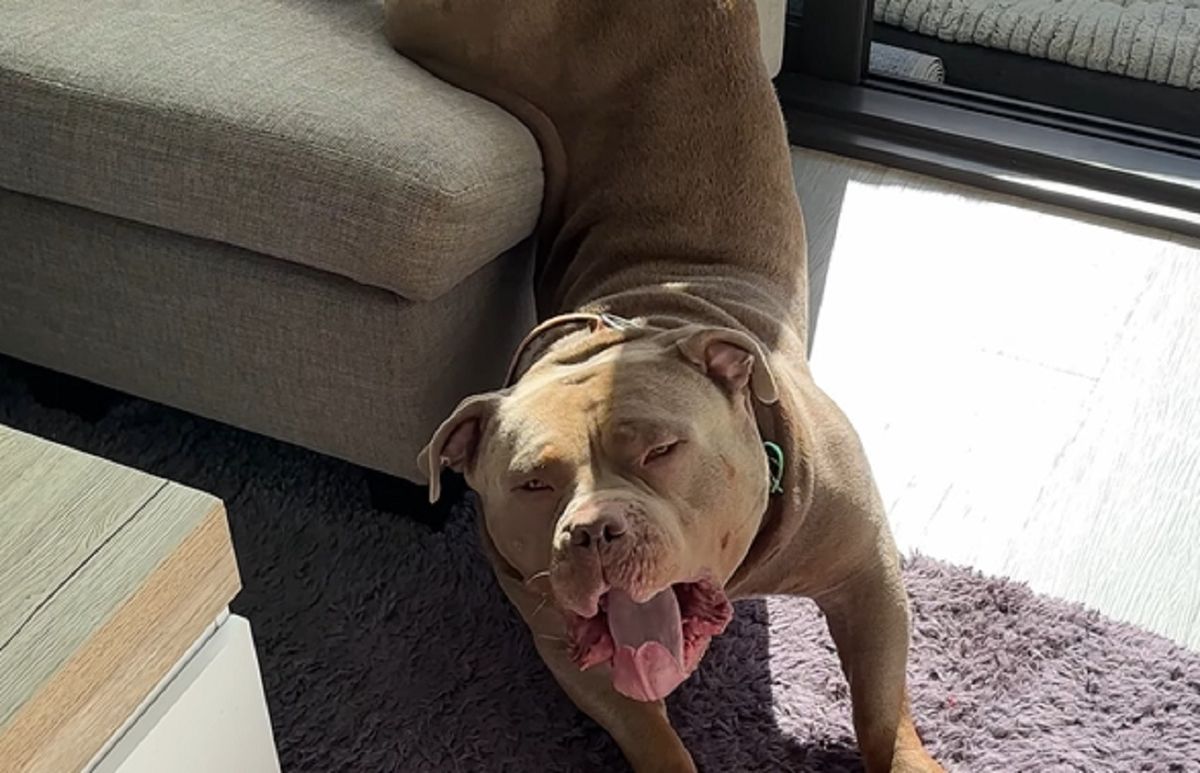 日向ぼっこをするアメリカンブリー。ソファからのっそりズリ落ちながら移動します！！【海外・動画】 | TRILL【トリル】