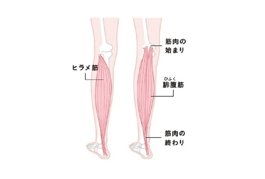 3ステップで“ふくらはぎ”をほぐしてデトックス！ 寝る前に仕込めば疲労回復&肌の調子UP | TRILL【トリル】