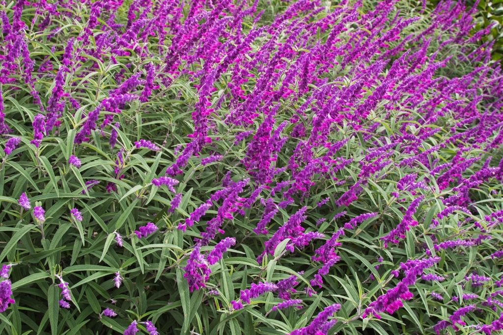 セージの仲間、サルビアで秋の庭を鮮やかに彩ろう。編集部オススメの5種類！ | TRILL【トリル】