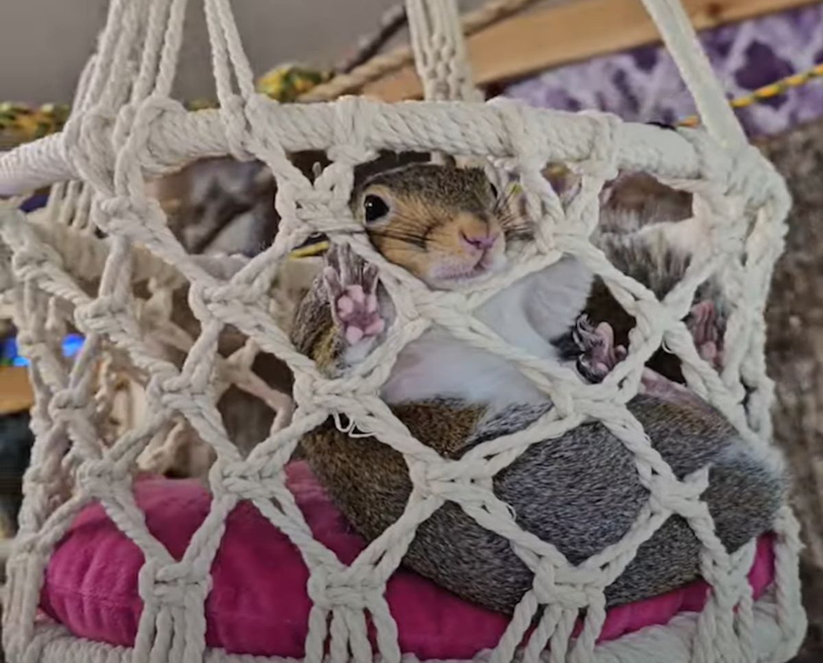 のんびり日曜日を過ごすリス。ハンモックに揺られてくつろぎタイム！【アメリカ・動画】 | TRILL【トリル】