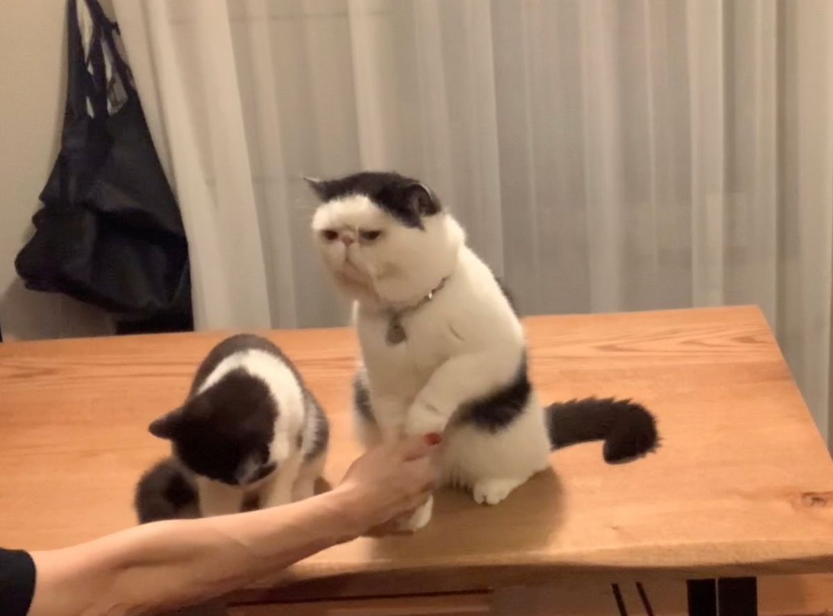 握手会の時間だよ。【おちょこ、ぽのぽのだより。vol.122】 | TRILL【トリル】