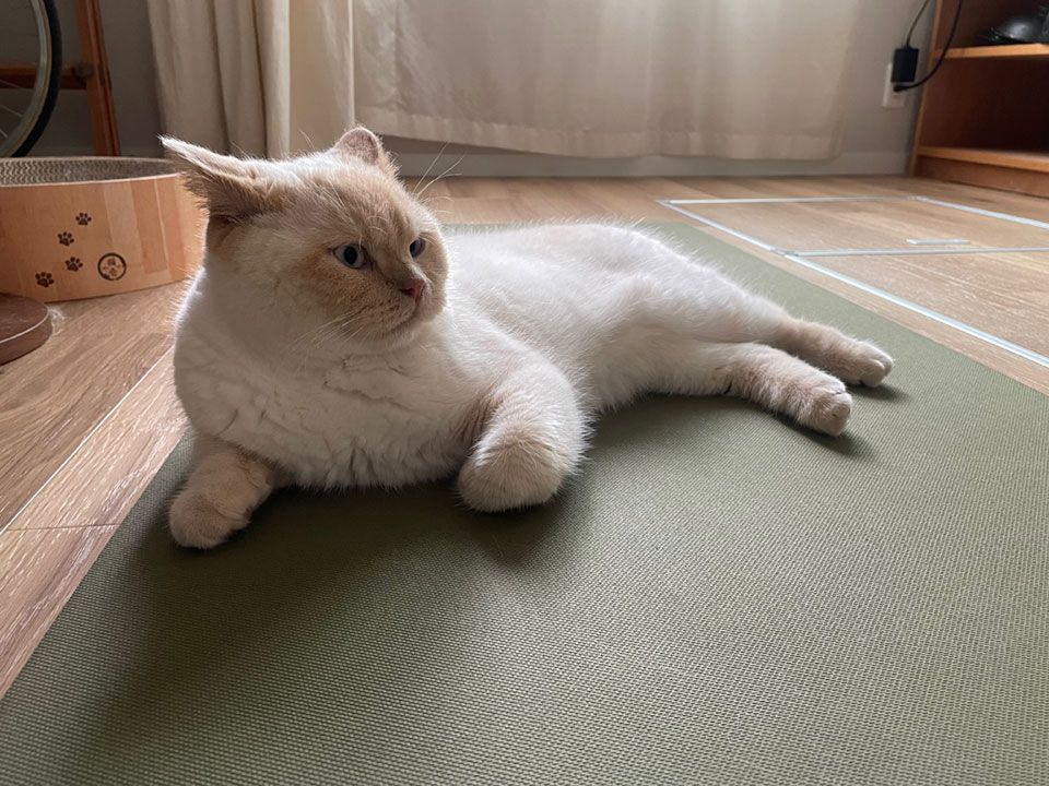 ヨガの先生と呼んでください。【下町育ちマイロのてやんでぇな日々。vol.29】 | TRILL【トリル】