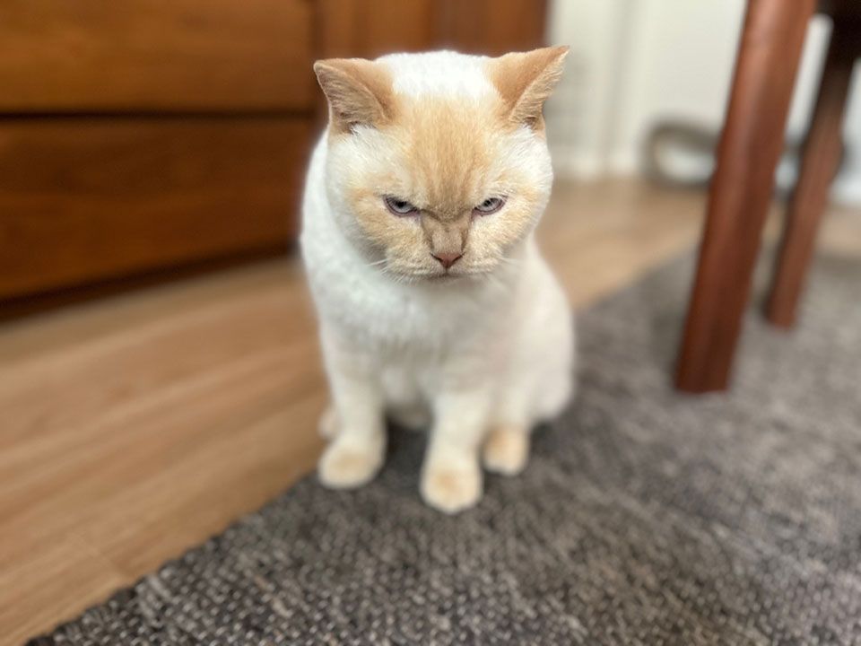 (最終回) 今日がラストのてやんでぇ！【下町育ちマイロのてやんでぇな日々。vol.30】 | TRILL【トリル】