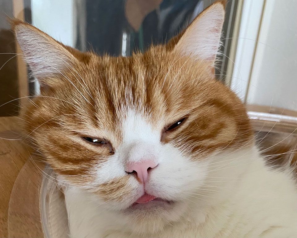 疲れると、こんな顔です。【とろろ、もふもふDays。vol.45】 | TRILL【トリル】