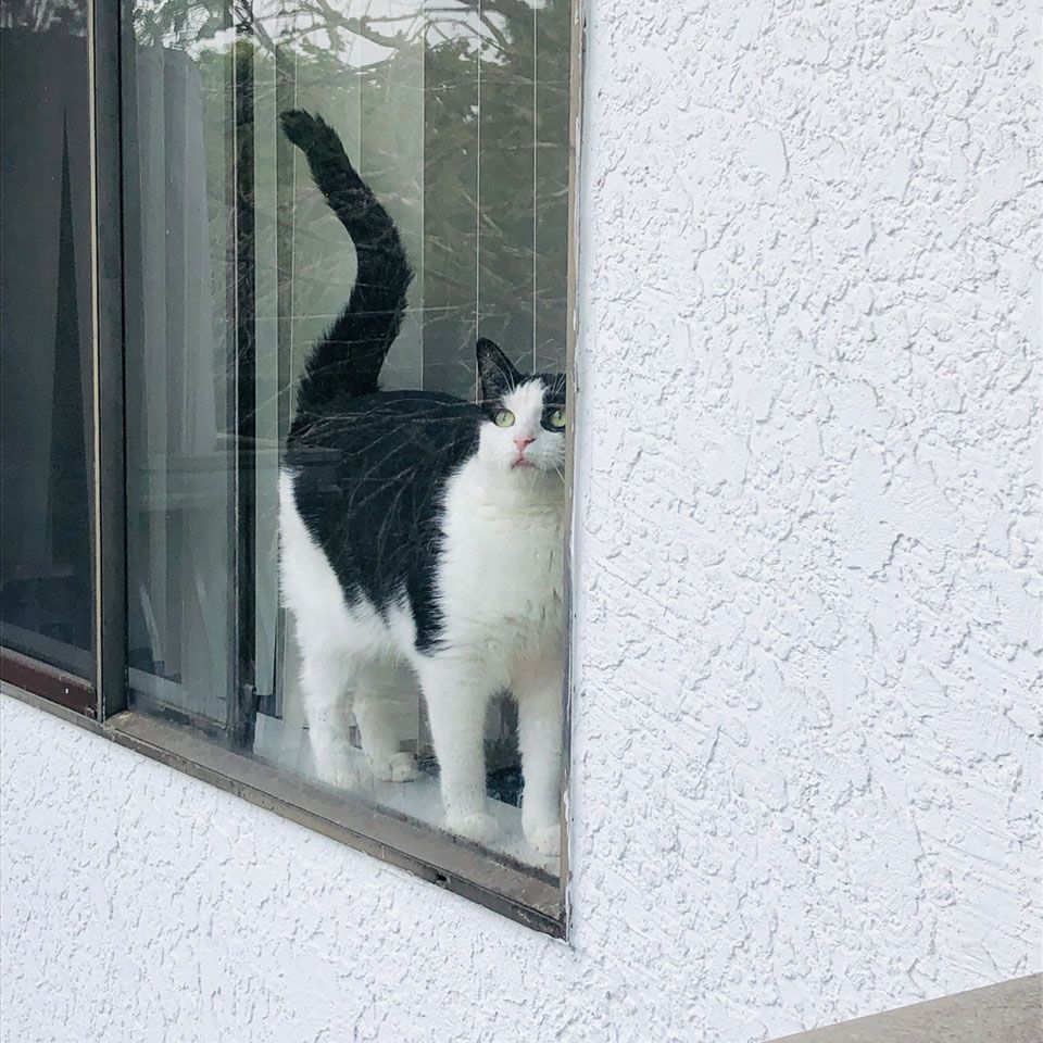 リトルポテトって、呼ばないで！【おちゃめMaruのカナダ生活。 vol.5】 | TRILL【トリル】