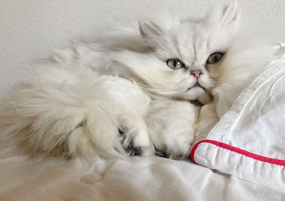 枕元ですりすり。【ツンデレジジのふわふわな日々。 vol.46】 | TRILL【トリル】