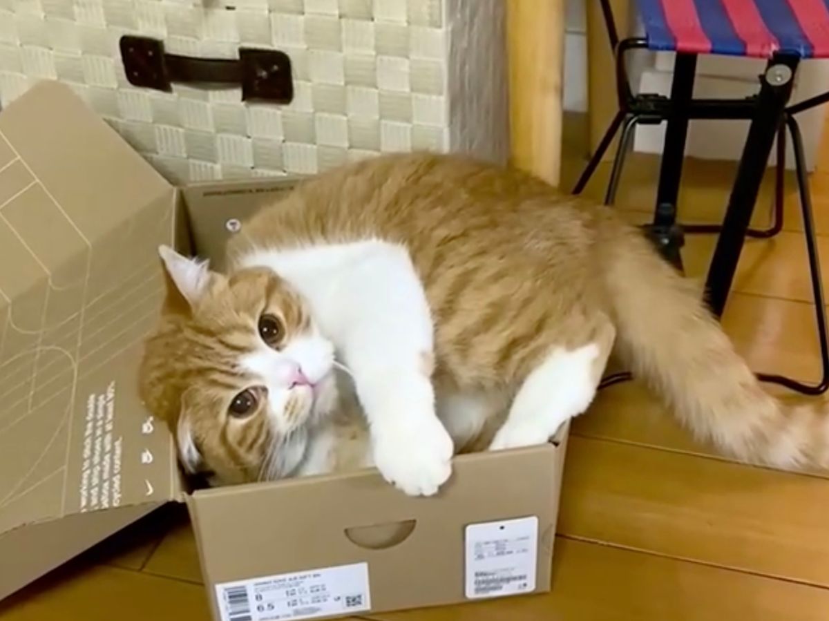 僕のお気に入りのハリネズミさん。【とろろ、もふもふDays。vol.46】 | TRILL【トリル】