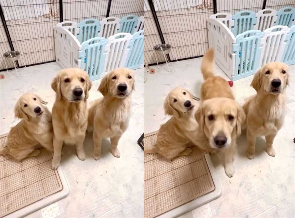 「だ・・る・・まさんが・・転んだ！」りんごにつられて最初に動いちゃう子は？愛犬たちのキラキラした眼差しも可愛い！ | TRILL【トリル】