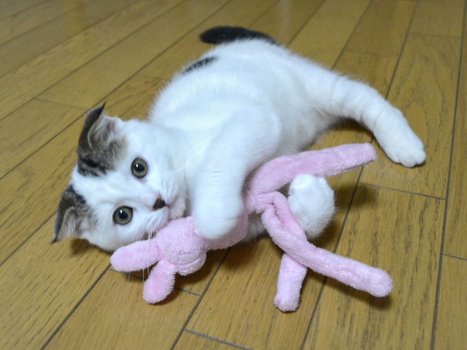 赤ちゃん時代の思い出のおもちゃ。【いなほ、オレ物語。vol.149】 | TRILL【トリル】