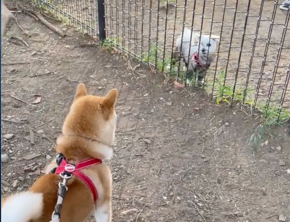 ハルくん、ドッグラン入門その1。 | TRILL【トリル】