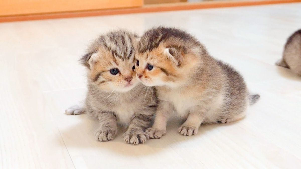 初めての散歩で思わず鳴いちゃう子猫達の姿がとっても可愛かった (*´ω`*)♡ | TRILL【トリル】