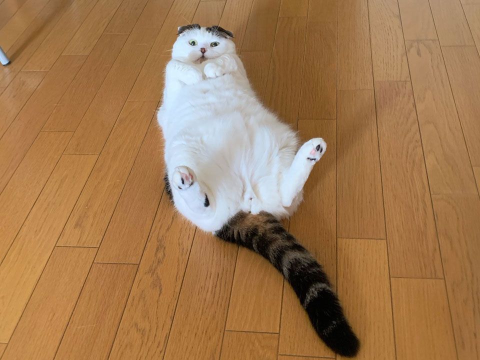 ラッコにもなれます。【いなほ、オレ物語。vol.150】 | TRILL【トリル】