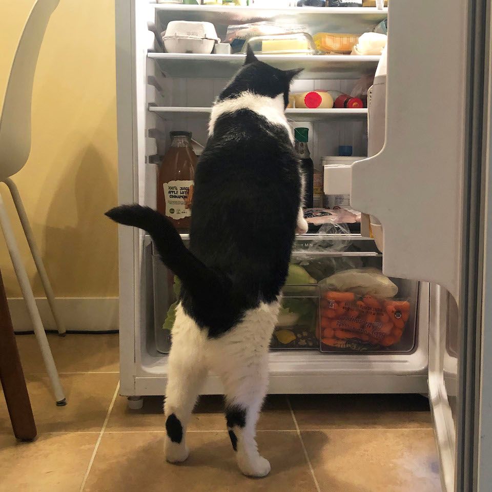 今夜の献立を考え中。【おちゃめMaruのカナダ生活。 vol.20】 | TRILL【トリル】