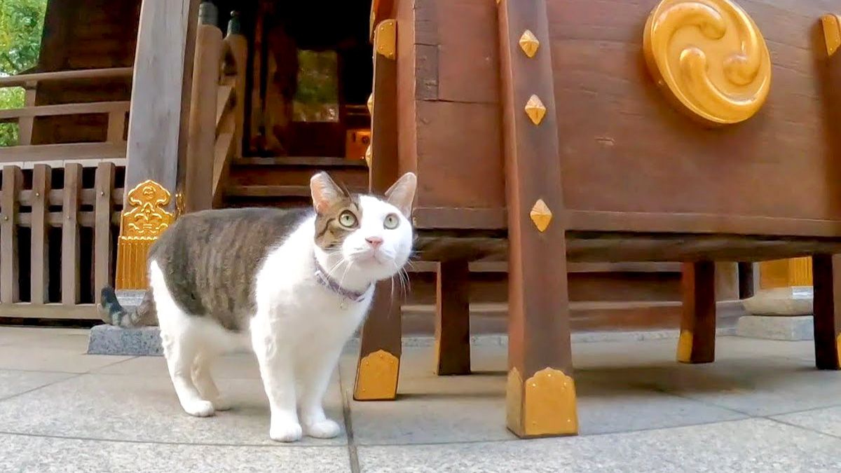神社の境内で寝転んでいた猫さんをナデナデしてみると、別の猫さんが現れて境内を巡回し始めた♪ | TRILL【トリル】