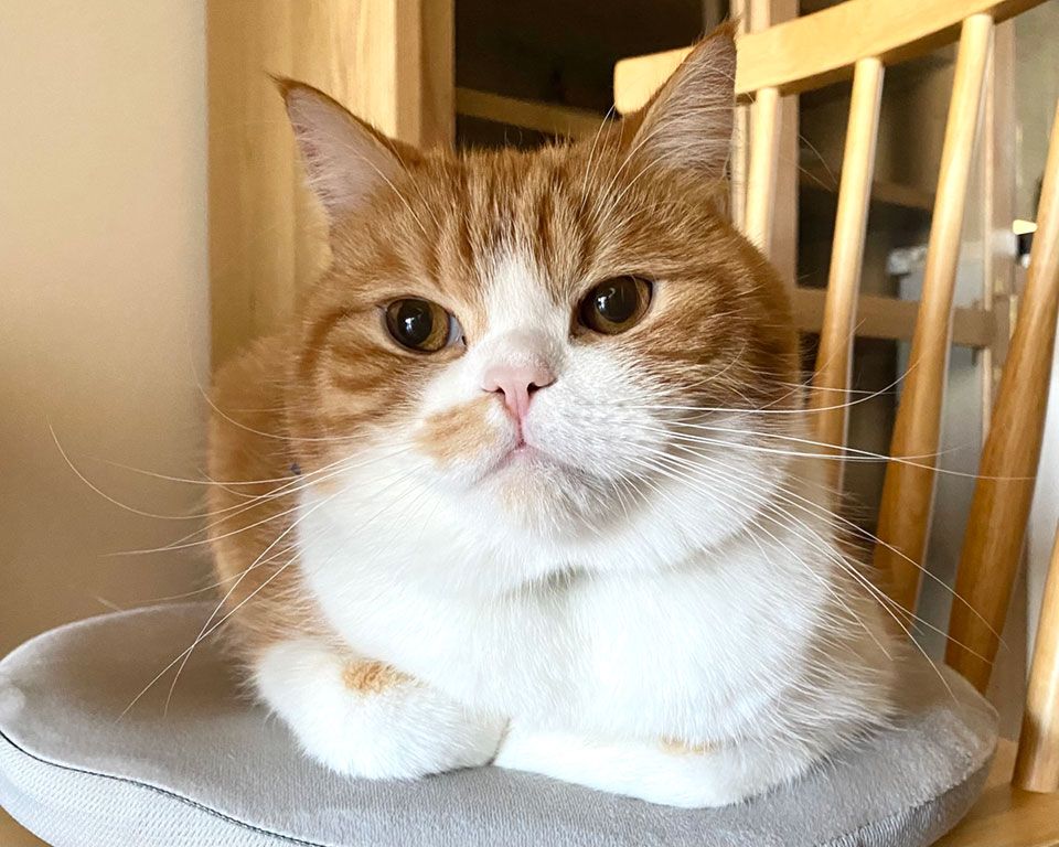 香箱座りの季節。【とろろ、もふもふDays。vol.48】 | TRILL【トリル】