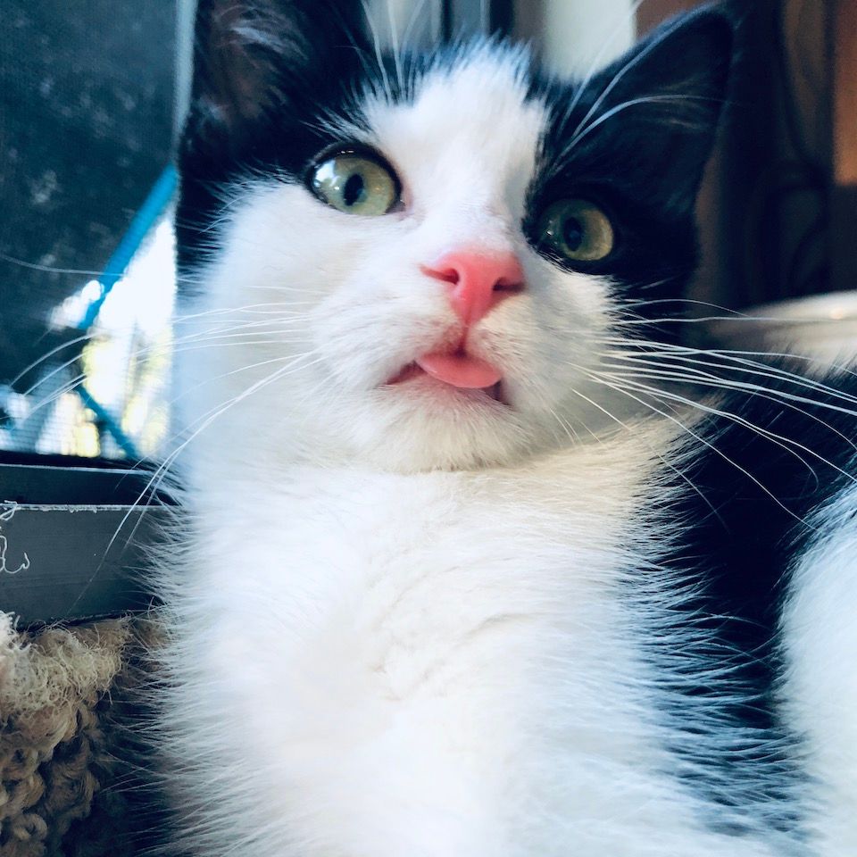 ベロをしまい忘れたわ！【おちゃめMaruのカナダ生活。 vol.23】 | TRILL【トリル】