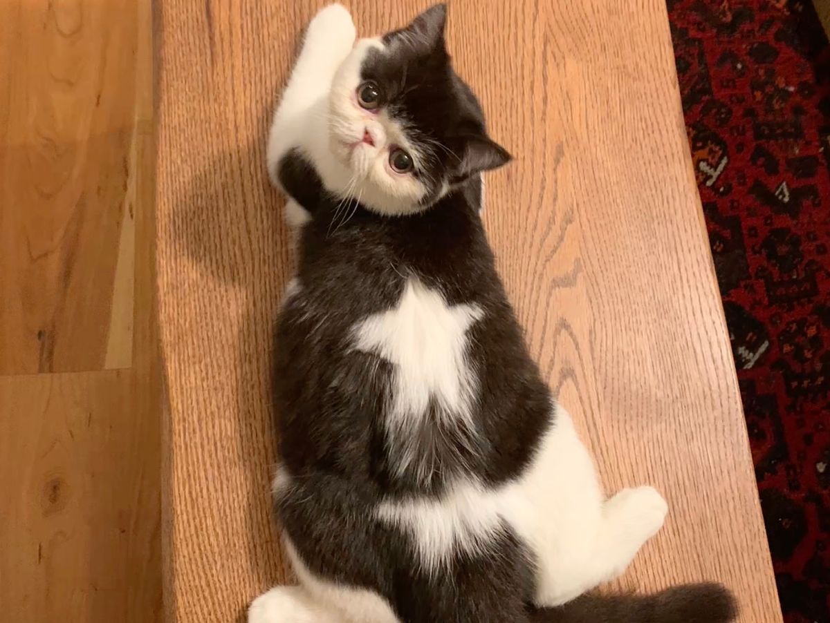 背中のお星さま。【おちょこ、ぽのぽのだより。vol.126】 | TRILL【トリル】