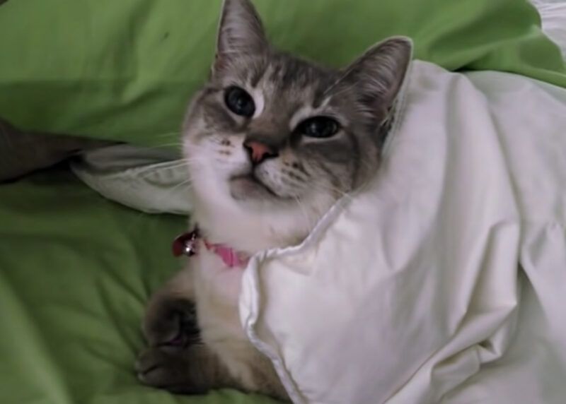 やっぱりお布団最高♪ 潜り込んでご満悦な猫さん。 | TRILL【トリル】