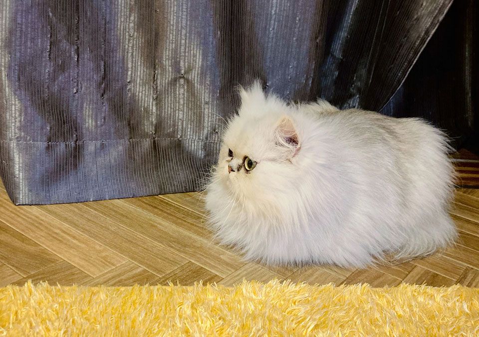 私なりの仮装。【ツンデレジジのふわふわな日々。 vol.49】 | TRILL【トリル】