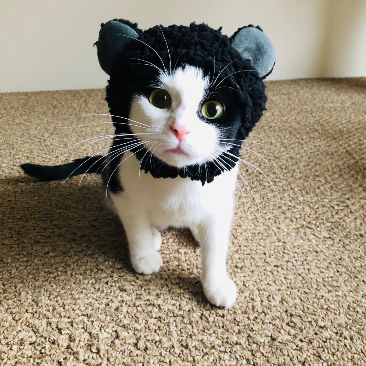 何のコスプレをしようかしら？【おちゃめMaruのカナダ生活。 vol.30】 | TRILL【トリル】