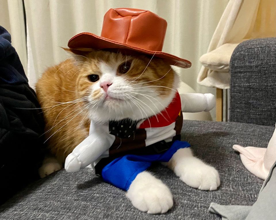 ハロウィンの憂鬱。【とろろ、もふもふDays。vol.49】 | TRILL【トリル】