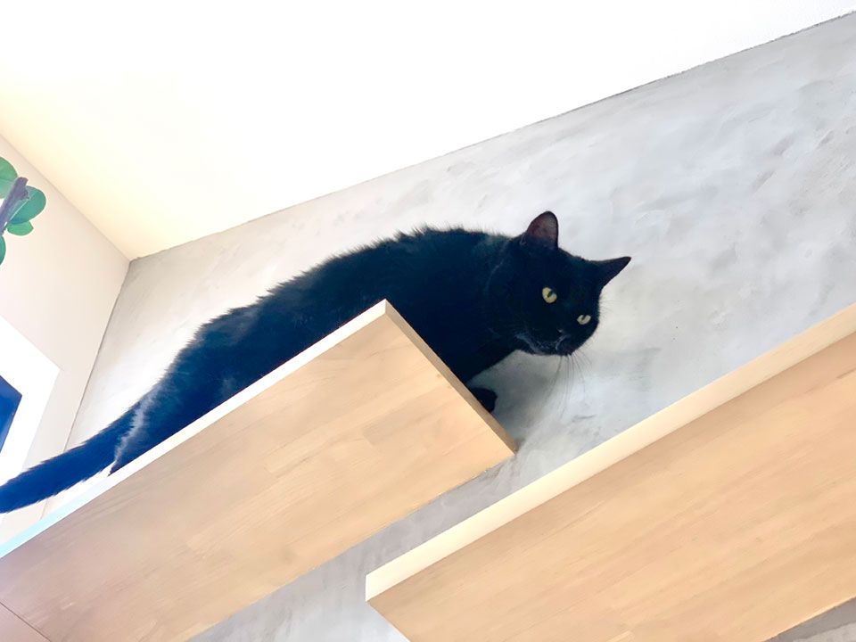 どこにいるでしょう？【黒猫ギネスと茶トラのピムス。仲良し兄弟のベターライフ日記。vol.92】 | TRILL【トリル】