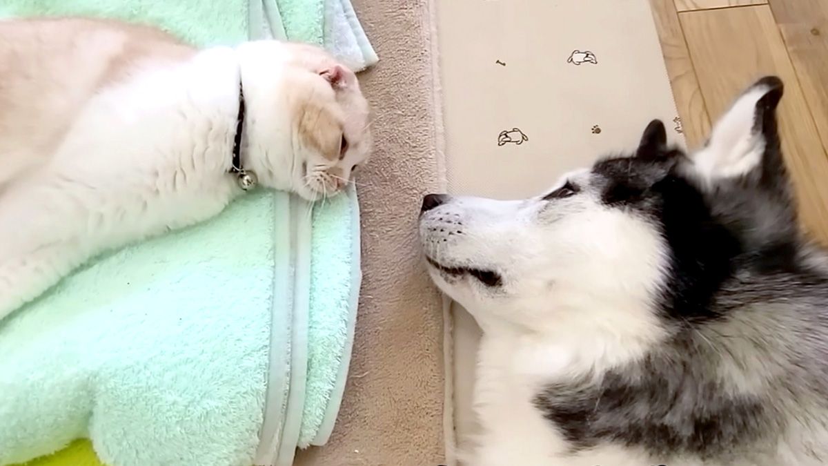 朝寝坊して全く起きない猫を優し〜く起こすハスキー犬。どうしても見せたいものがあったようで…♪ | TRILL【トリル】