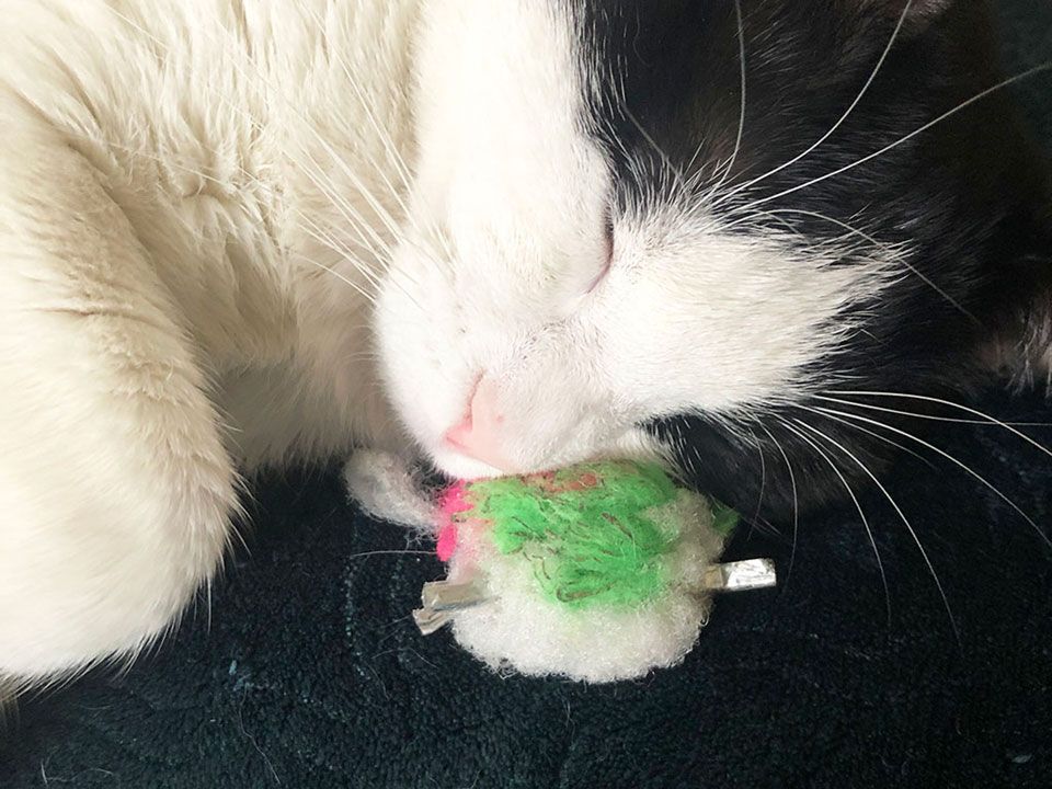 もふもふのお友達。【おちゃめMaruのカナダ生活。 vol.32】 | TRILL【トリル】