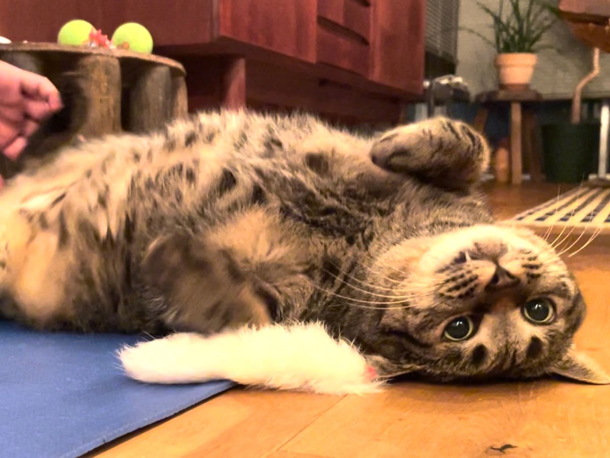 今日もお父LOVE。【ぽっちゃり猫、れみのピースフル記。vol.5】 | TRILL【トリル】