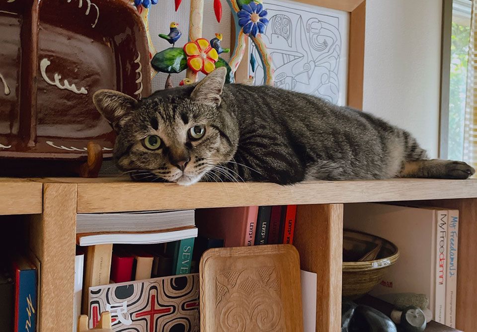 高いところもへっちゃら。【ぽっちゃり猫、れみのピースフル記。vol.6】 | TRILL【トリル】