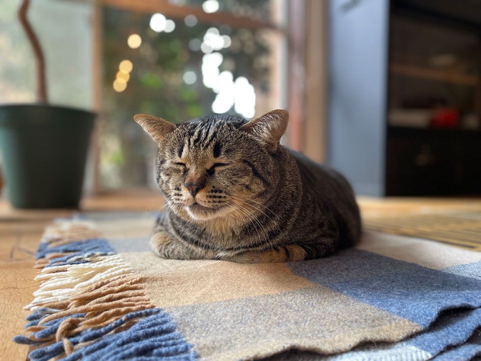 おじいちゃん顔になりがち。【ぽっちゃり猫、れみのピースフル記。vol.7】 | TRILL【トリル】