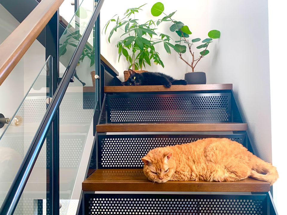 今日も仲良く、ひと休み。【黒猫ギネスと茶トラのピムス。仲良し兄弟のベターライフ日記。vol.93】 | TRILL【トリル】