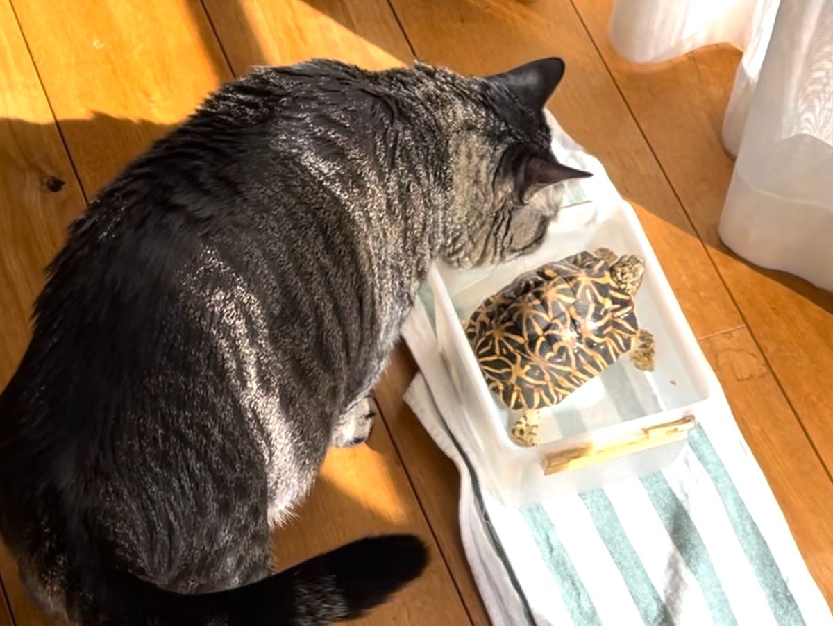 ボクの兄は15歳年上。【ぽっちゃり猫、れみのピースフル記。vol.8】 | TRILL【トリル】