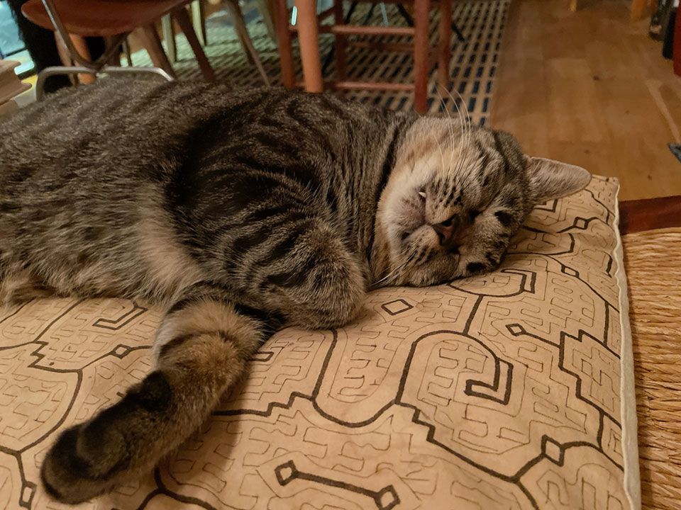 年季の入った座布団派。【ぽっちゃり猫、れみのピースフル記。vol.10】 | TRILL【トリル】