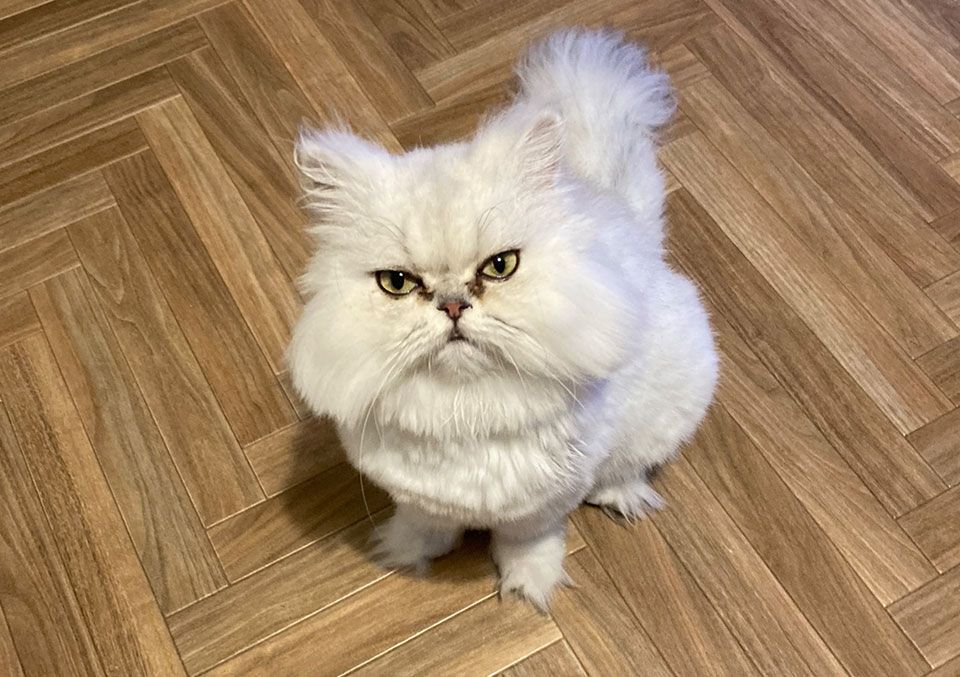 ロングヘアに戻りました。【ツンデレジジのふわふわな日々。 vol.51】 | TRILL【トリル】