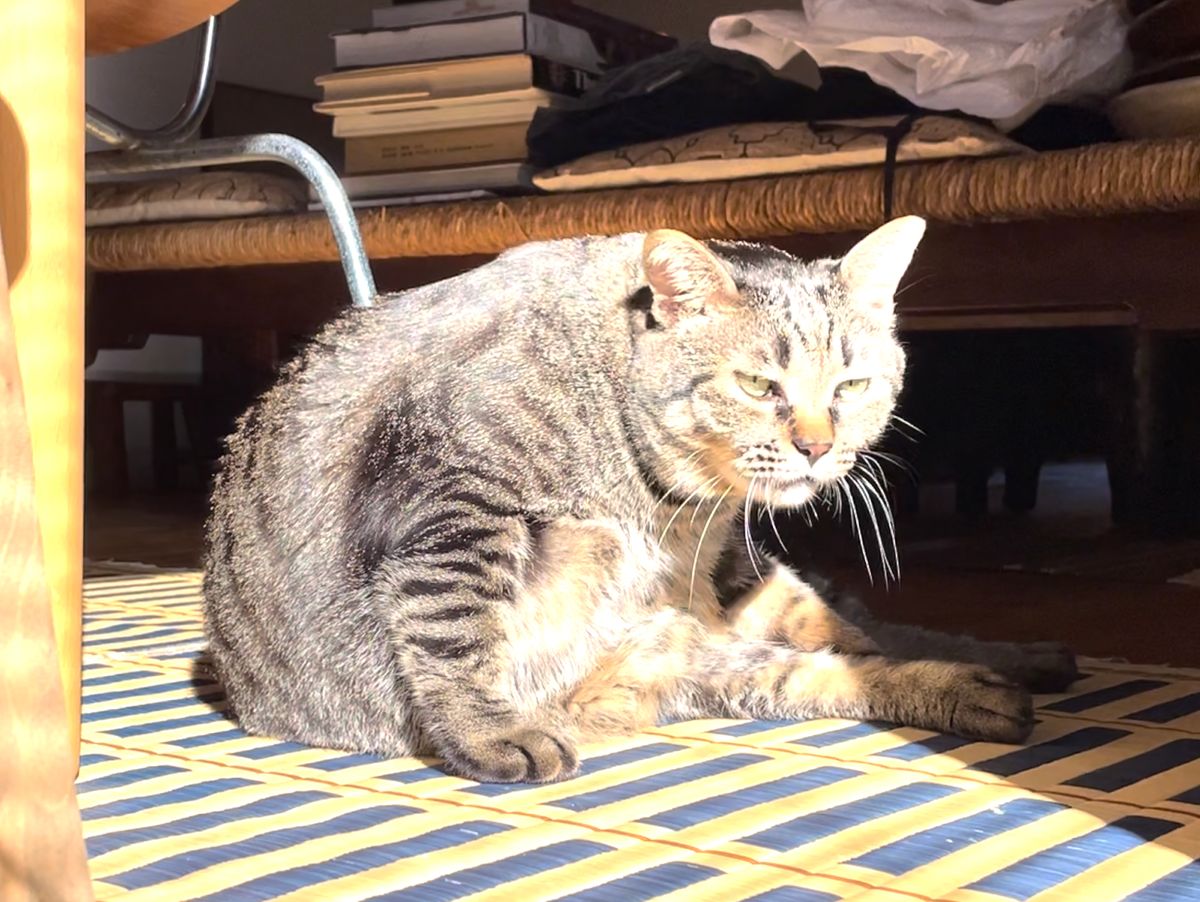 サラサラヘアのために。【ぽっちゃり猫、れみのピースフル記。vol.14】 | TRILL【トリル】