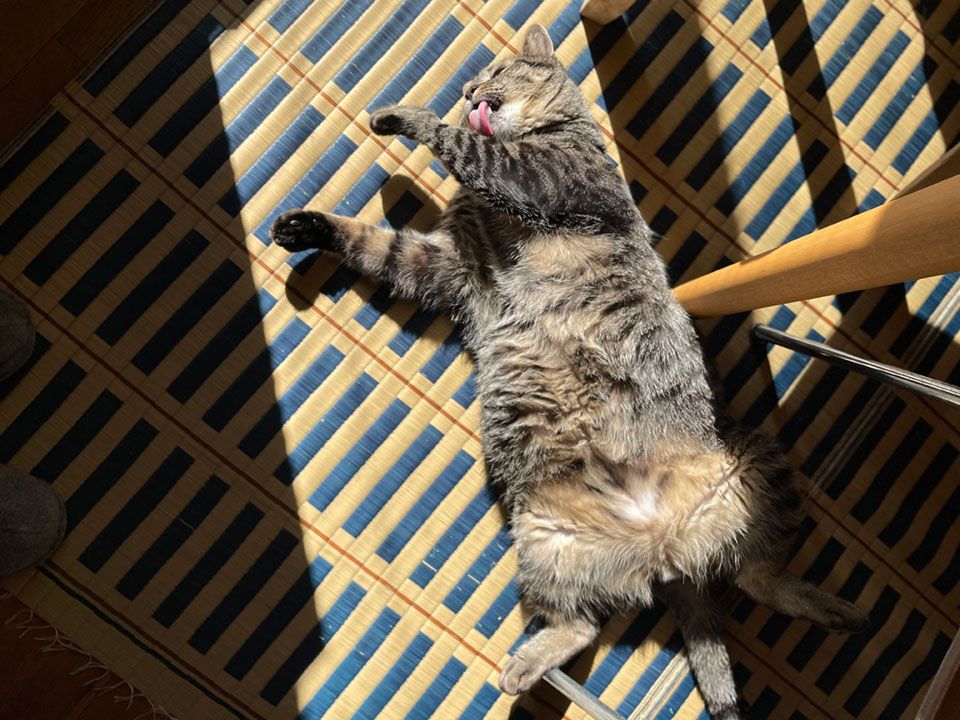 お腹もこんがり焼いてこそ。【ぽっちゃり猫、れみのピースフル記。vol.15】 | TRILL【トリル】