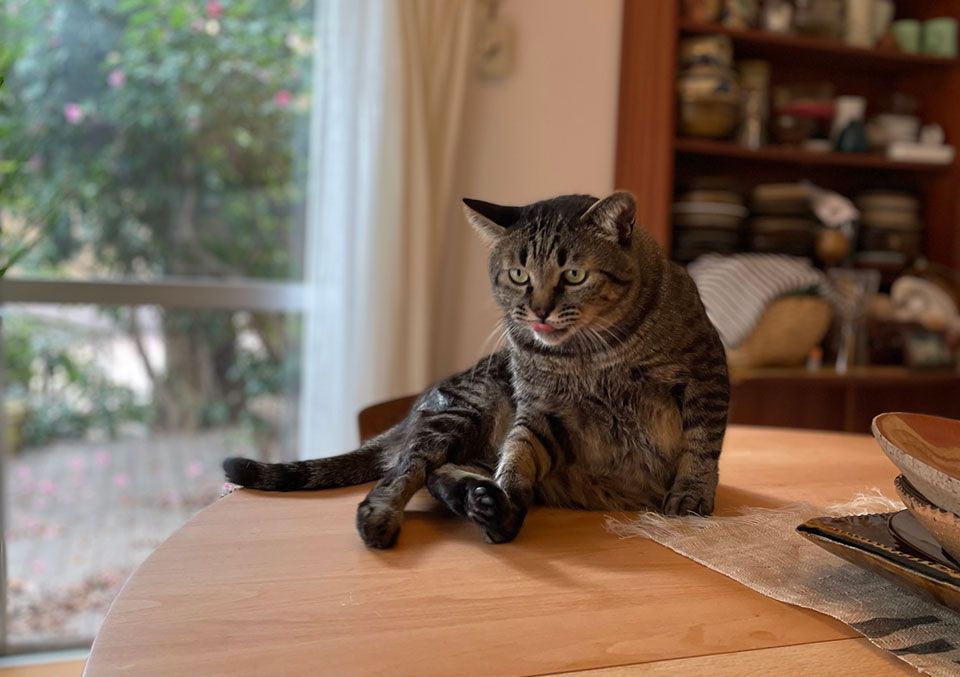 平和な毛繕いタイム。【ぽっちゃり猫、れみのピースフル記。vol.17】 | TRILL【トリル】