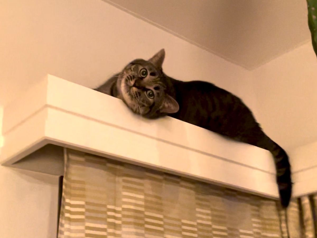 心配ご無用。【ぽっちゃり猫、れみのピースフル記。vol.18】 | TRILL【トリル】