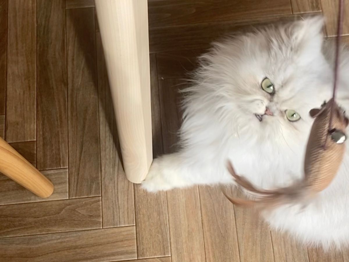 ねずみとボクシング。【ツンデレジジのふわふわな日々。 vol.52】 | TRILL【トリル】