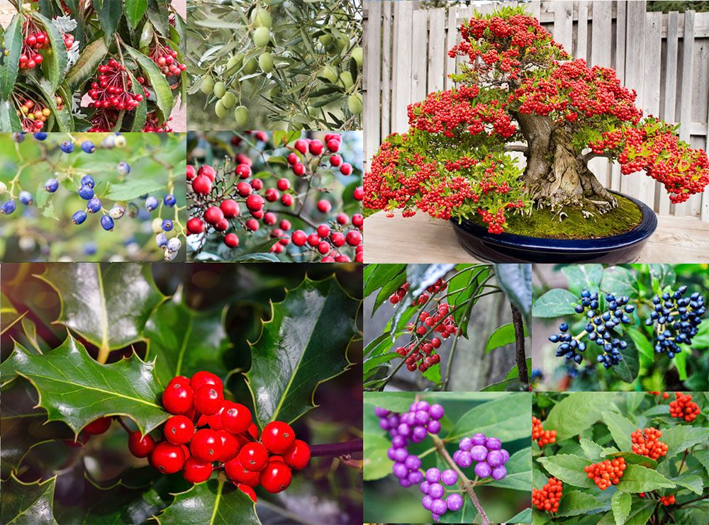 【プロが選ぶ】秋から冬に美しい実のなる庭木 マストバイ10 | TRILL【トリル】