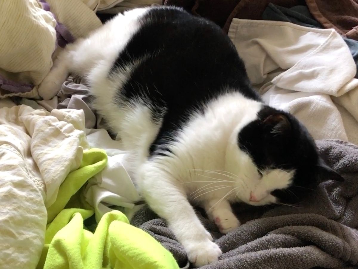 ランドリーに埋もれたい。【おちゃめMaruのカナダ生活。 vol.34】 | TRILL【トリル】