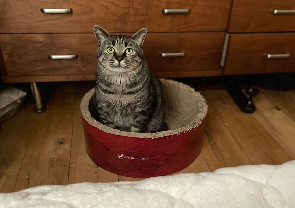 昭和のレスラー風。【ぽっちゃり猫、れみのピースフル記。vol.20】 | TRILL【トリル】