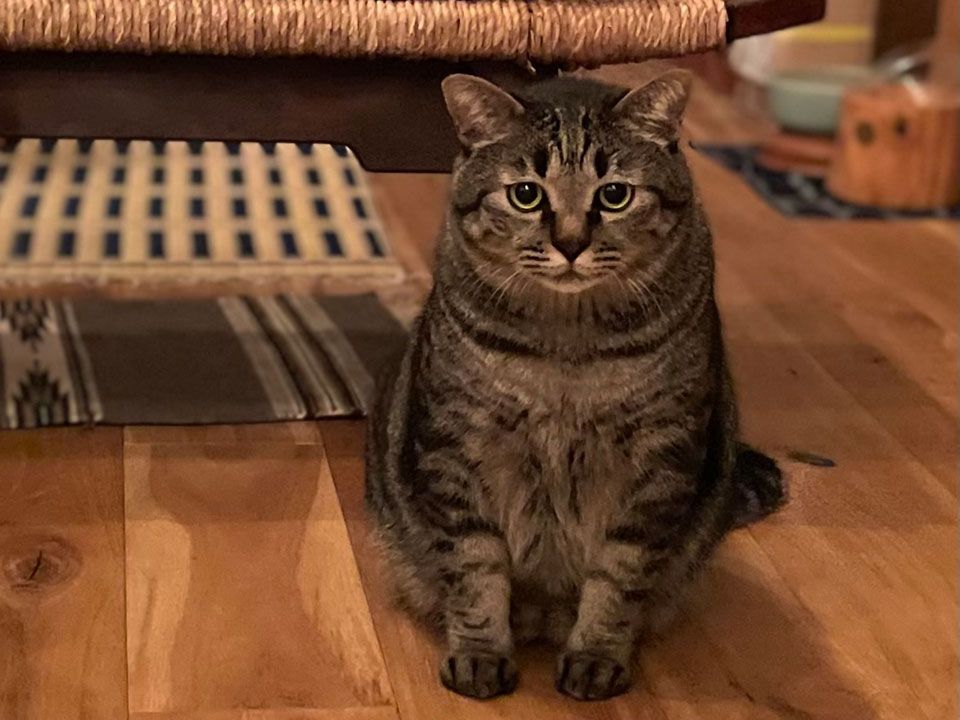 カリカリをもっとください。【ぽっちゃり猫、れみのピースフル記。vol.22】 | TRILL【トリル】