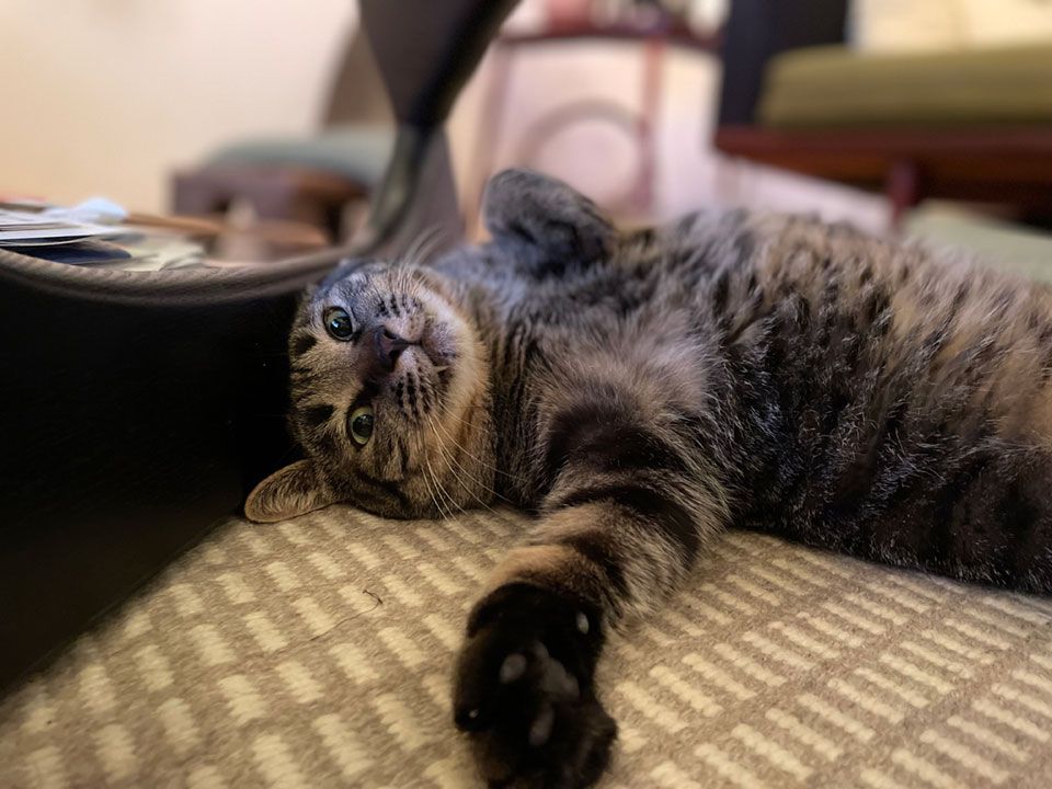 幸せの電気カーペットや〜。【ぽっちゃり猫、れみのピースフル記。vol.23】 | TRILL【トリル】