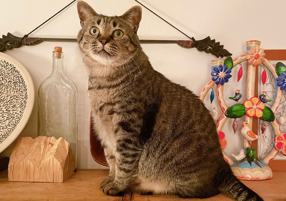 自慢はこの太い首。【ぽっちゃり猫、れみのピースフル記。vol.25】 | TRILL【トリル】