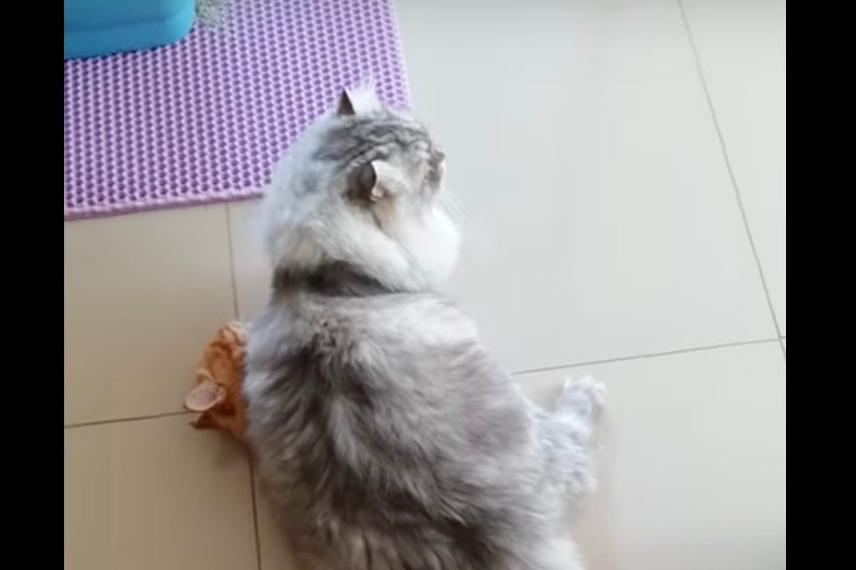 そこはカーペットじゃないよ！猫が座り込んでいた場所にビックリ！！【海外・動画】 | TRILL【トリル】