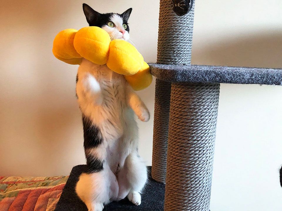 つけるもの間違ってないかしら！【おちゃめMaruのカナダ生活。 vol.35】 | TRILL【トリル】